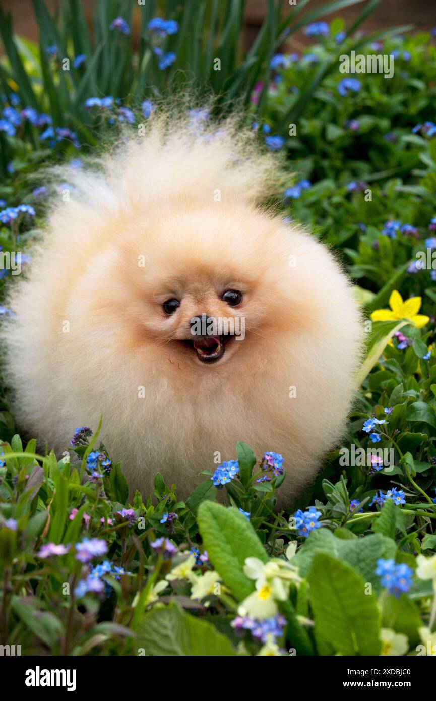 Dog - Pomeranian Stock Photo - Alamy