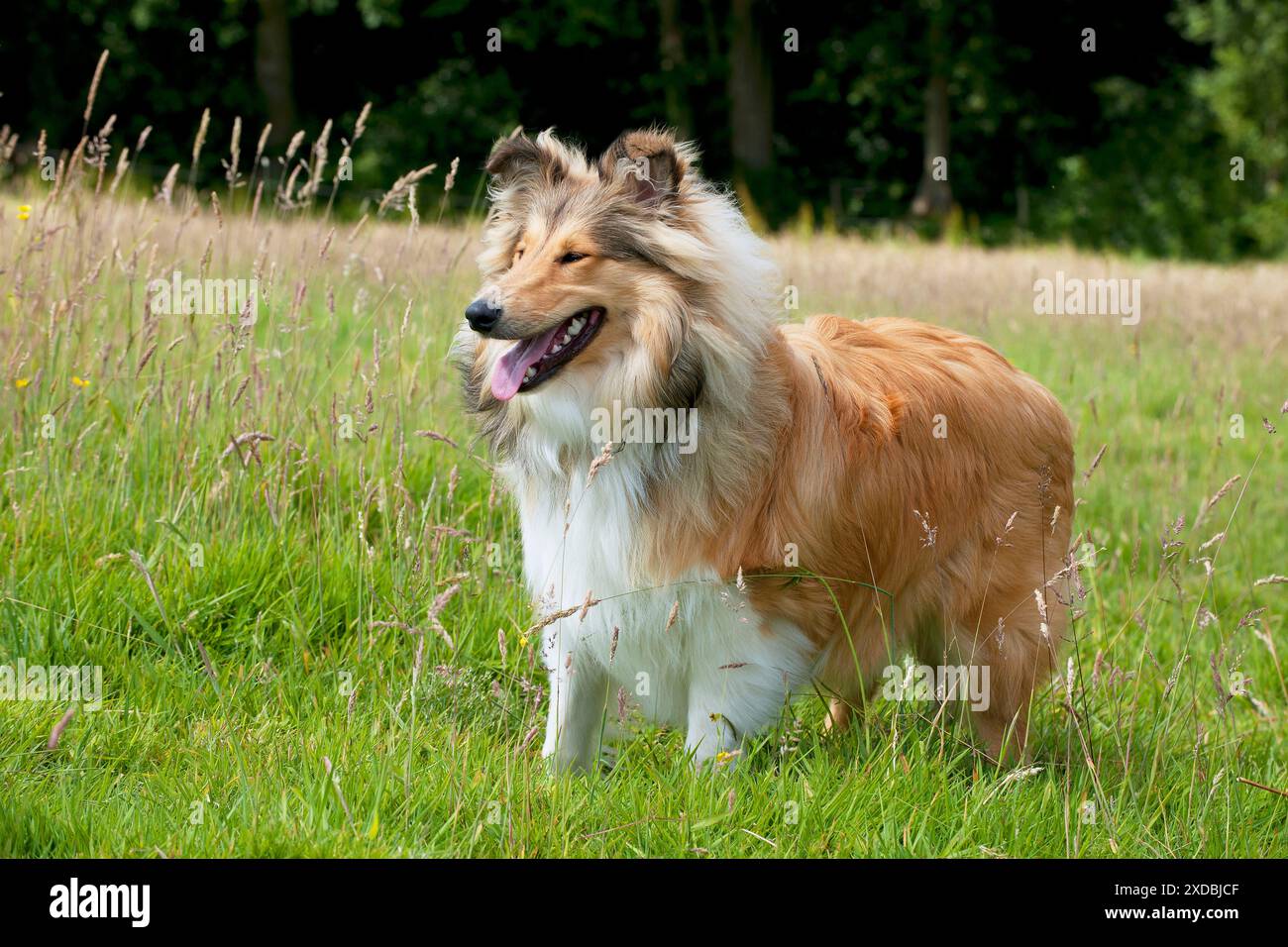 Dog Rough Collie Stock Photo - Alamy