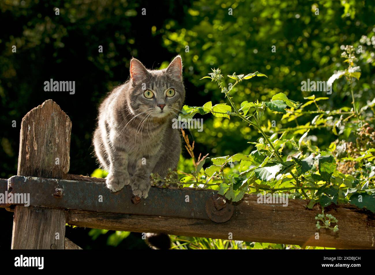 CAT - Grey tabby cat Stock Photo - Alamy