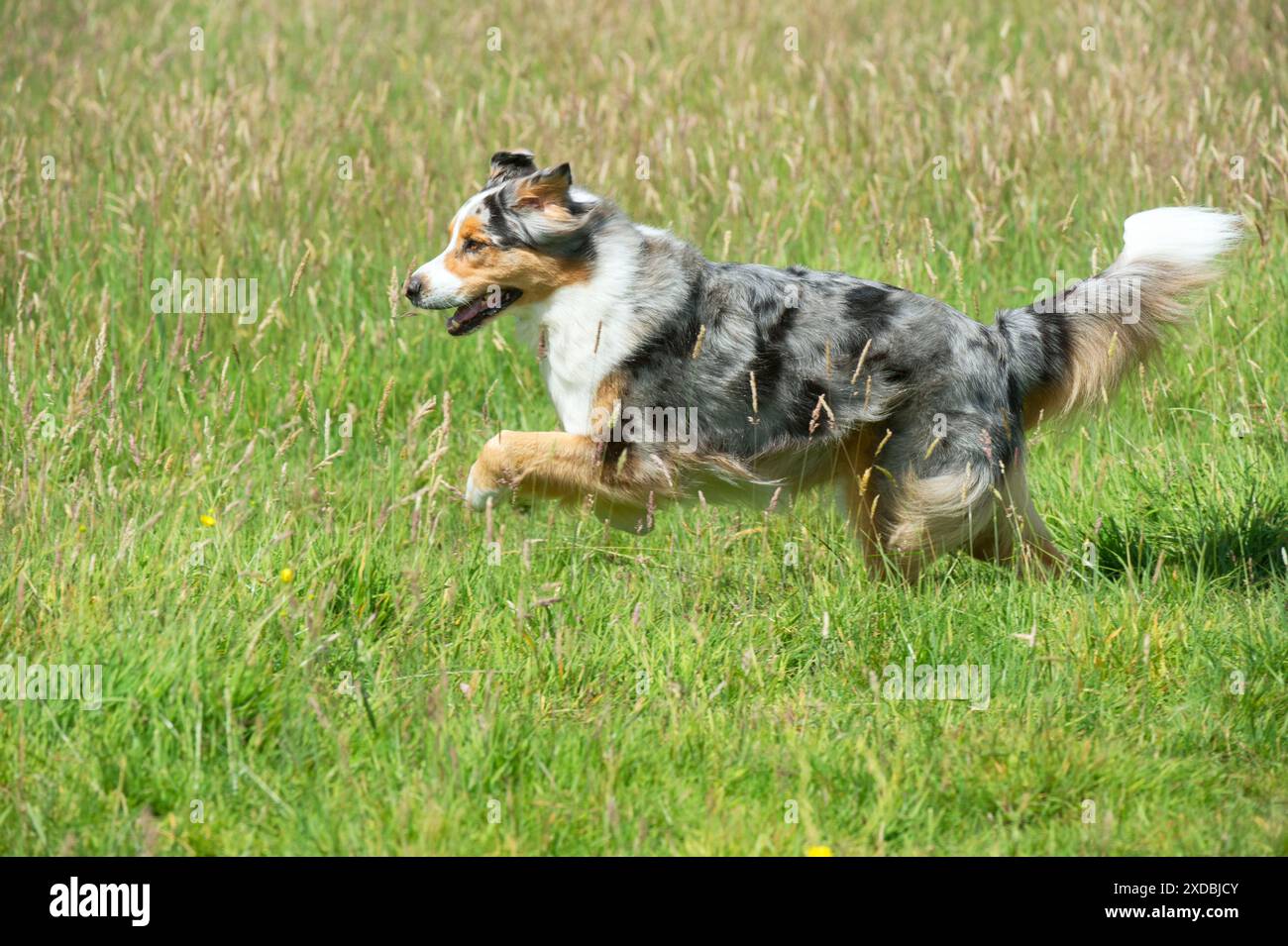 Running australian shepherds hi-res stock photography and images - Alamy
