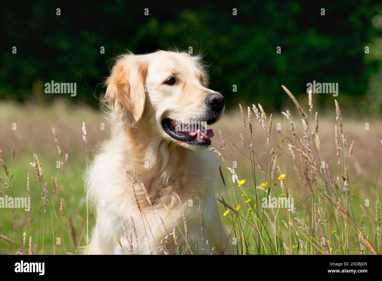 Dog smiling golden retriever hi-res stock photography and images - Alamy
