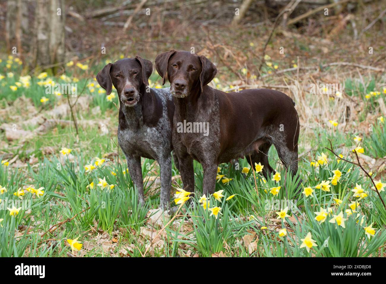 German short haired hi-res stock photography and images - Alamy