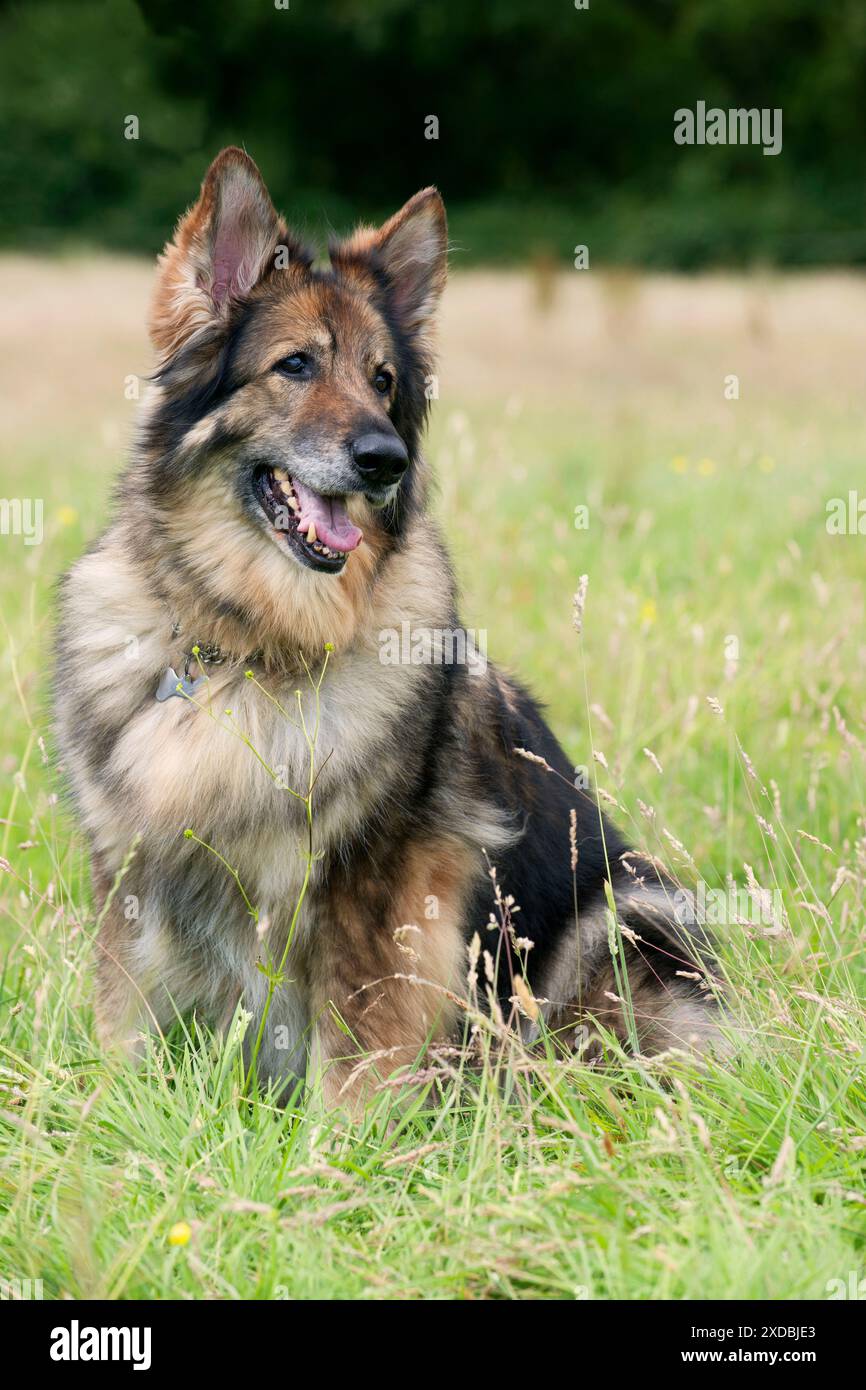 Old german herd dog hi-res stock photography and images - Alamy