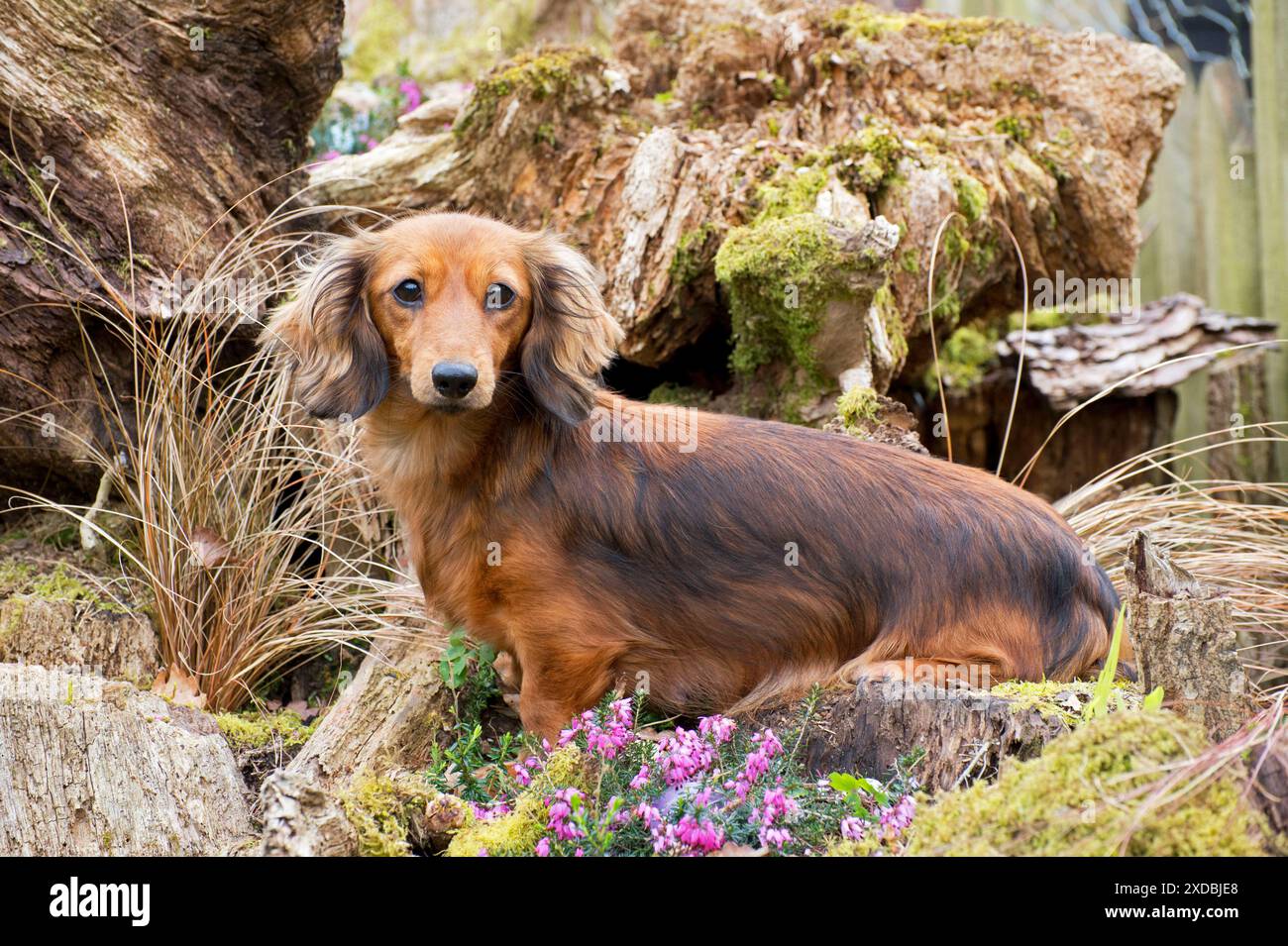 Dog - Dachshund Stock Photo - Alamy