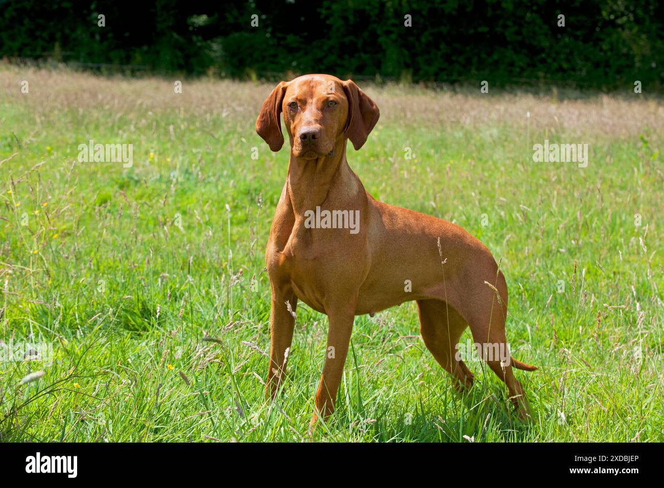 Hungarian dog breeds hi-res stock photography and images - Alamy
