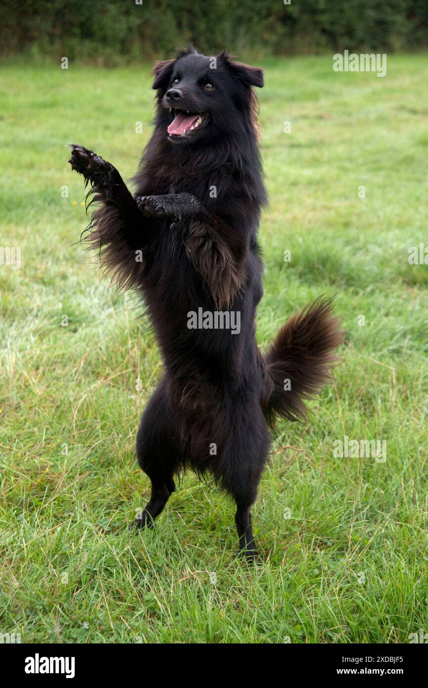 Back legs out hi-res stock photography and images - Alamy