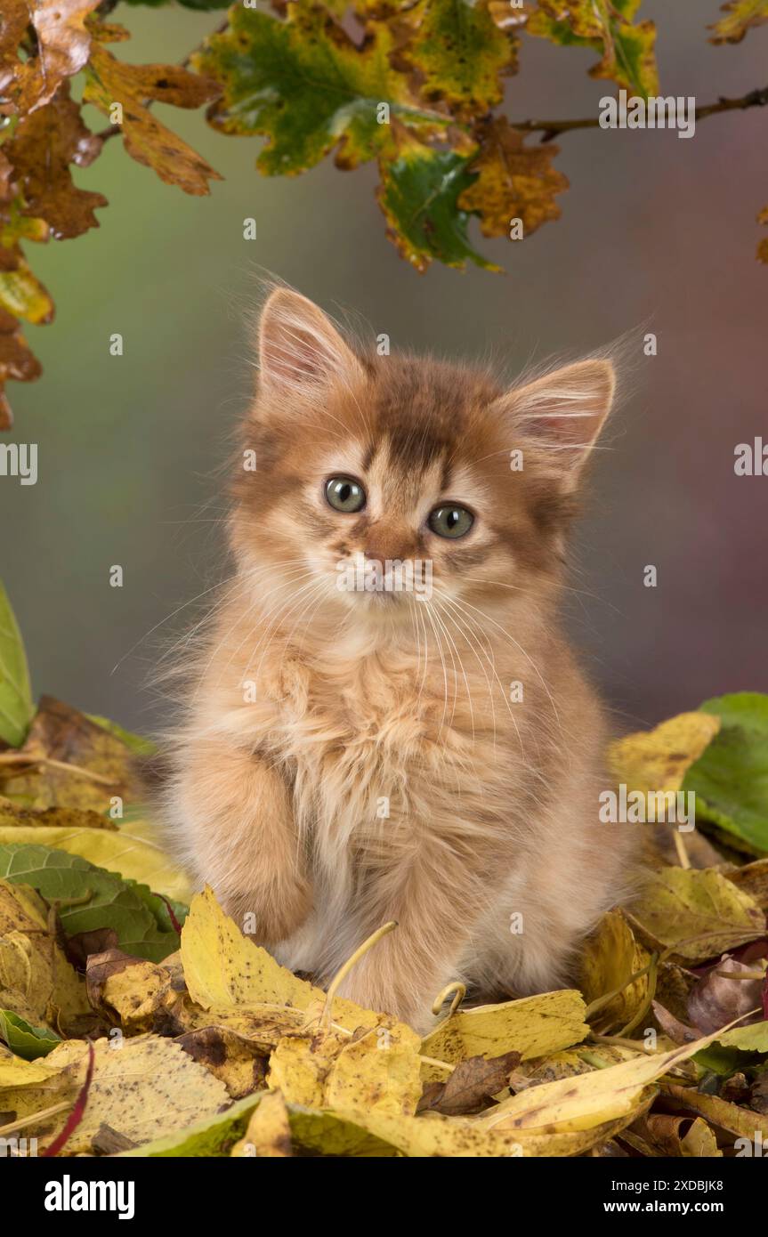 Cat Somali 9 week old kitten with autumn leaves Stock Photo - Alamy