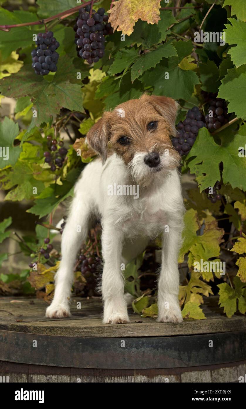 Jack russell outdoors hi-res stock photography and images - Alamy