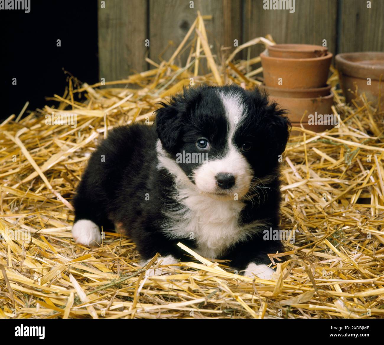 Border Collie Dog - puppy in straw Stock Photo - Alamy