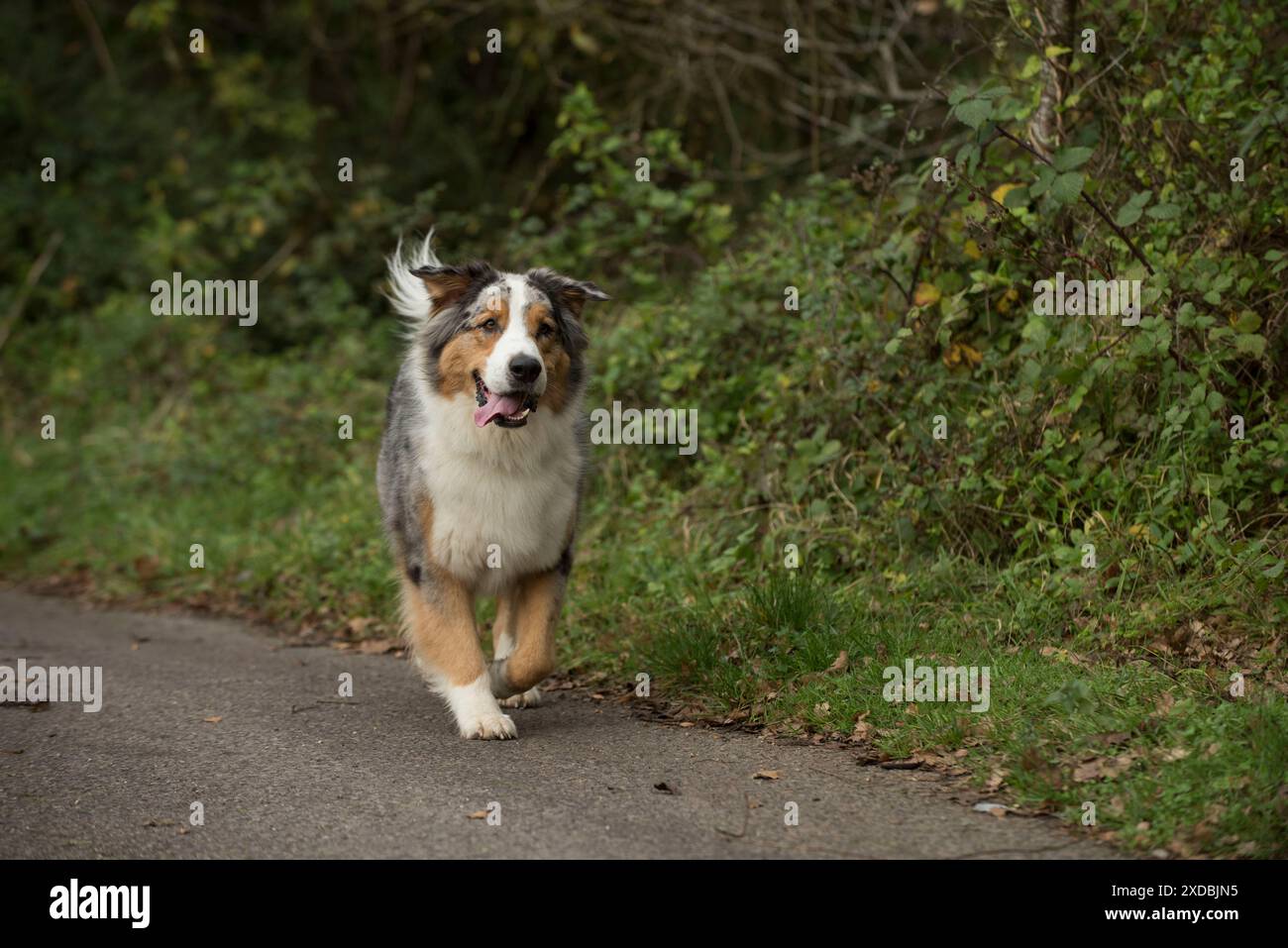 Running australian shepherds hi-res stock photography and images - Alamy