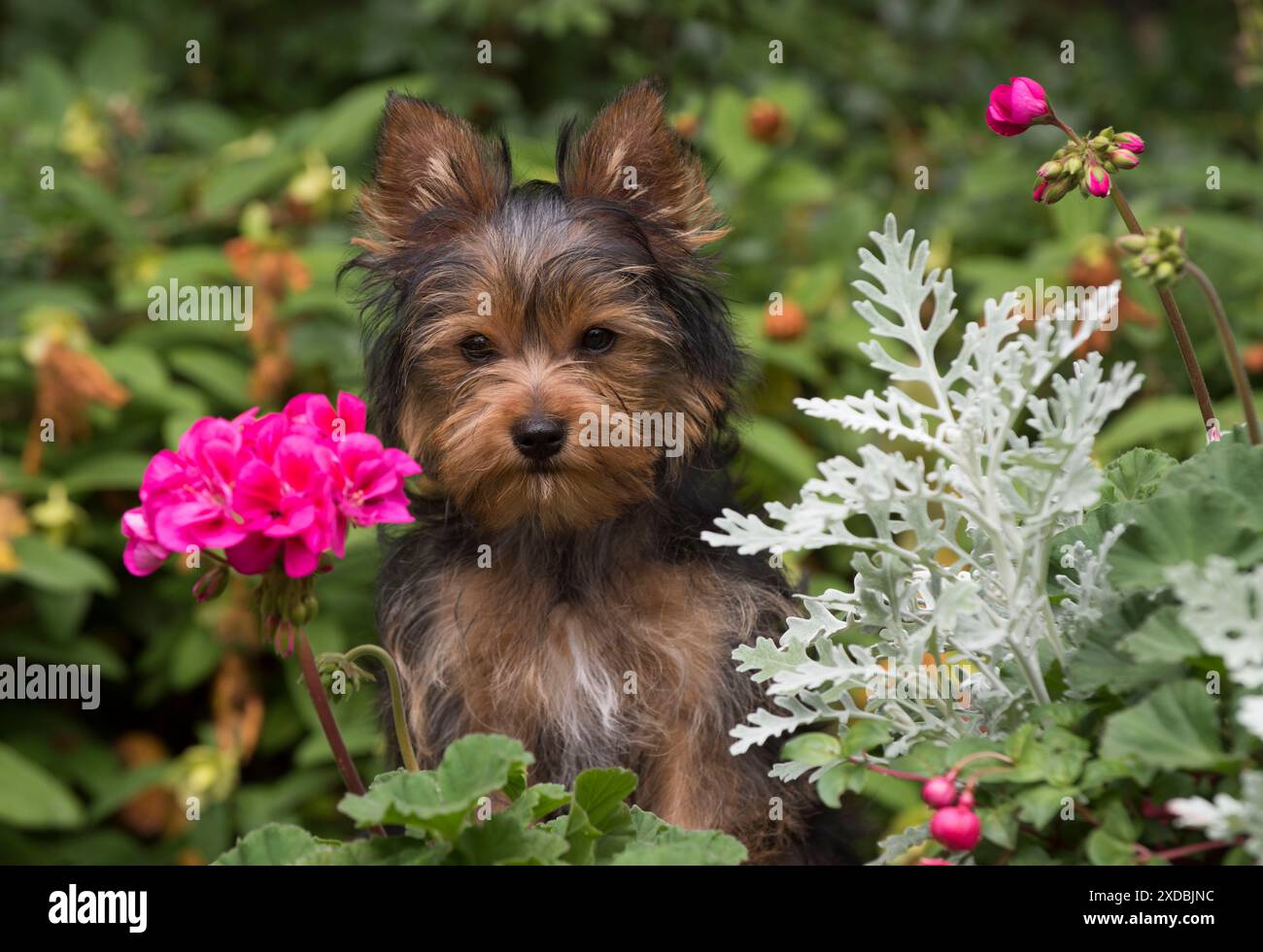 Yorkshire terrier puppies hi-res stock photography and images - Alamy