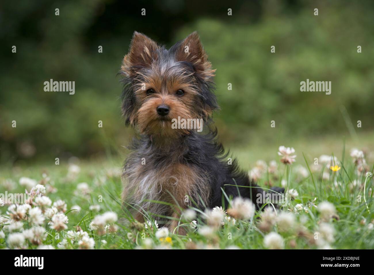Old yorkshire terrier hi-res stock photography and images - Alamy