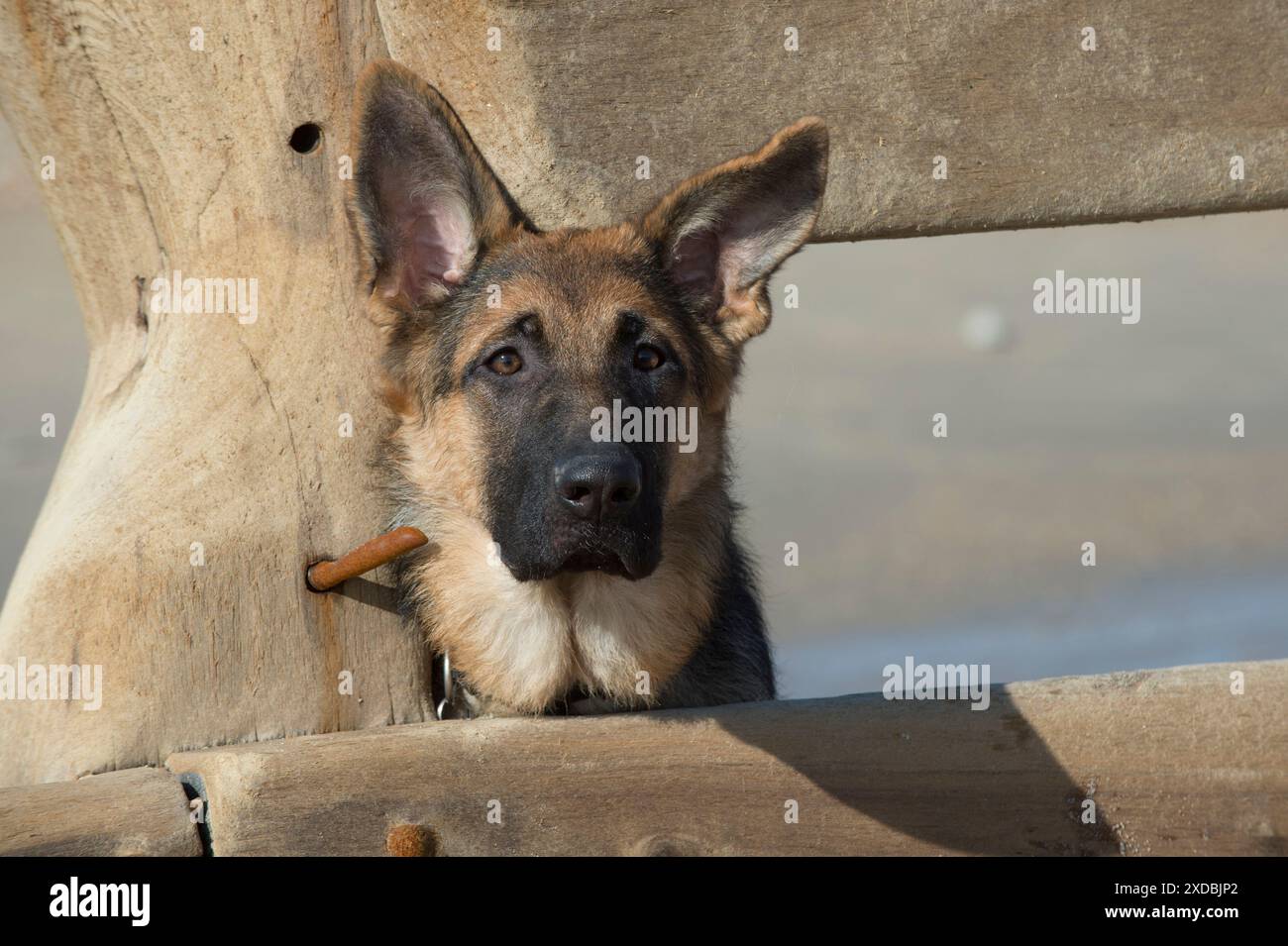 German shepherd beach hi-res stock photography and images - Alamy