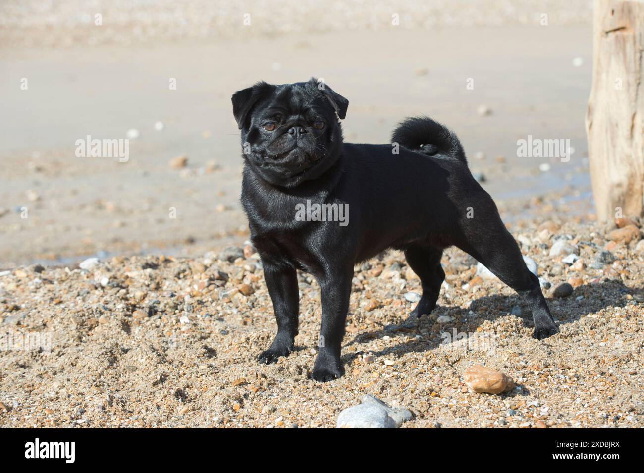 Dog Pug on the beach Stock Photo - Alamy