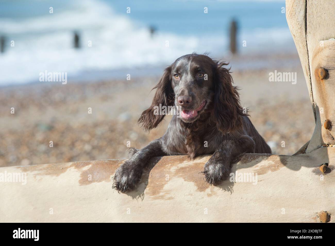 Dog Cocker Spaniel on the beach looking over break water Stock Photo ...