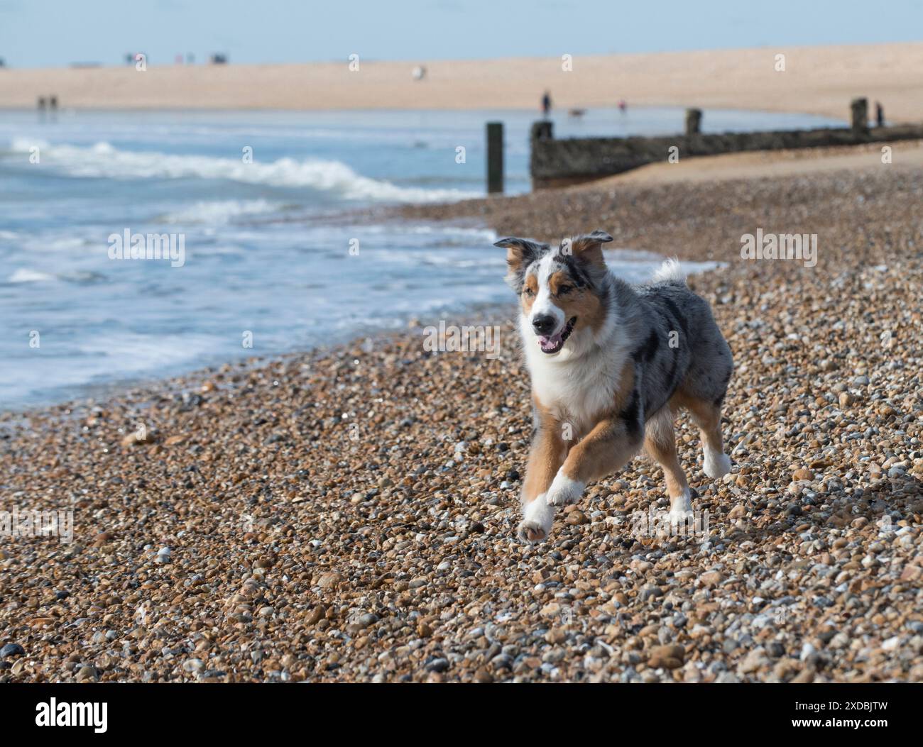 Australian shepherd at the beach hi-res stock photography and images ...