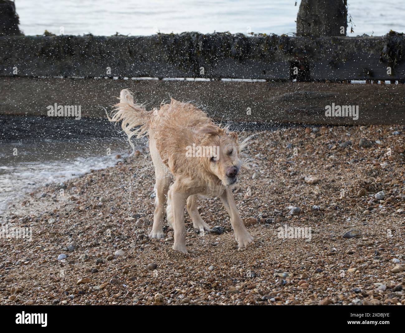 Shaking dry dogs hi-res stock photography and images - Alamy