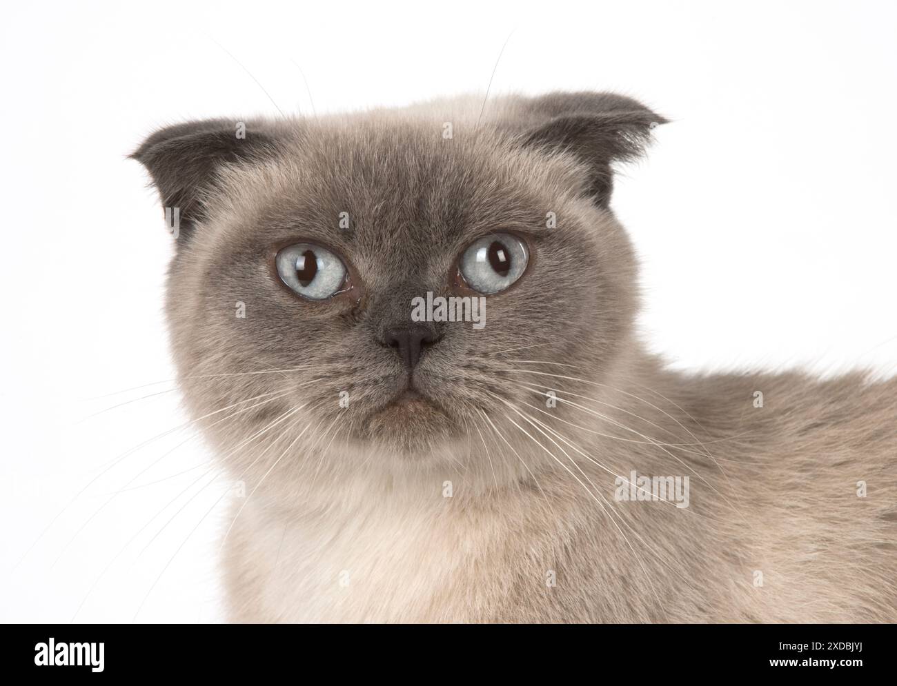 Cat Scottish Fold Stock Photo - Alamy