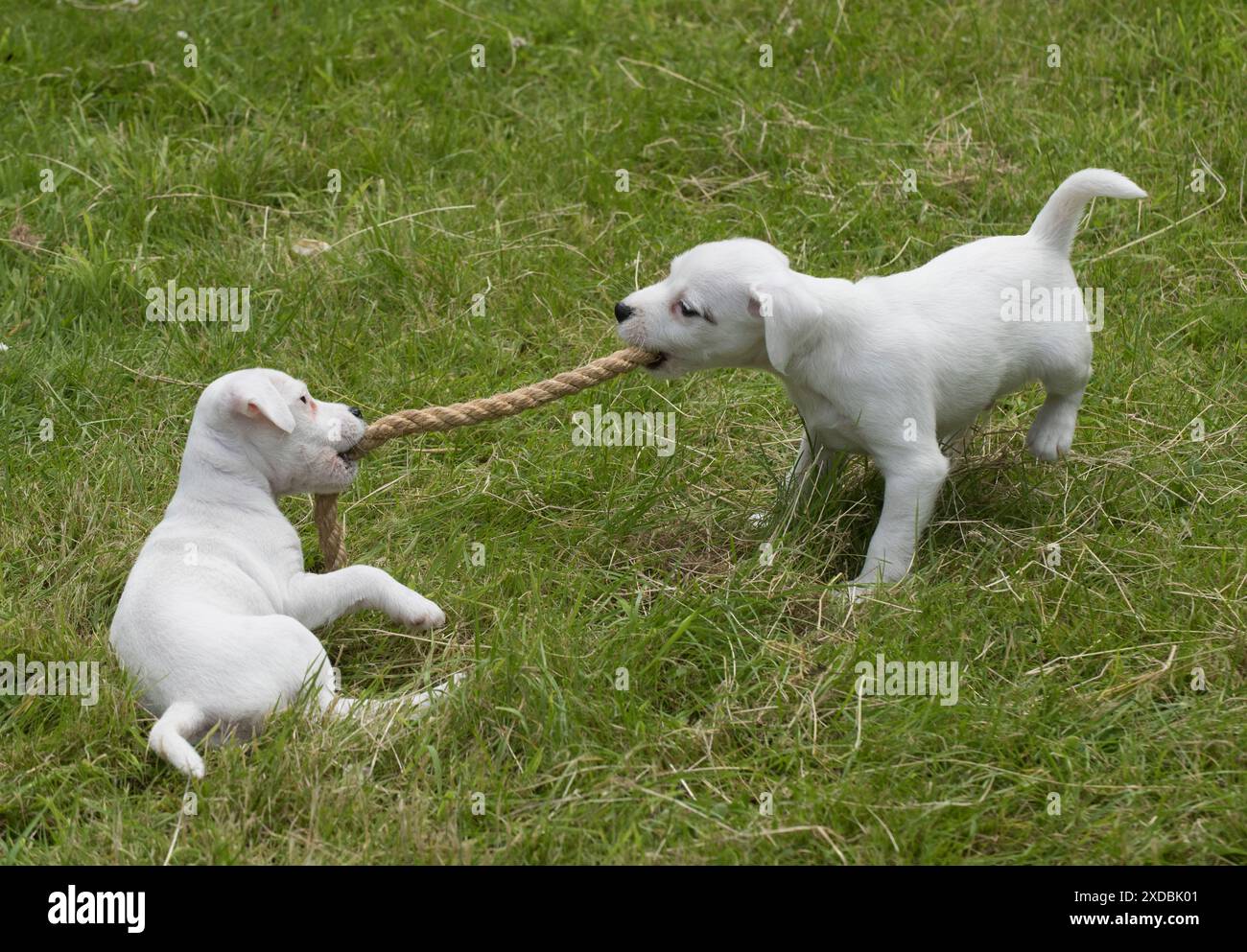 Dog Parson Jack Russell Terriers 9 week old puppies Stock Photo - Alamy