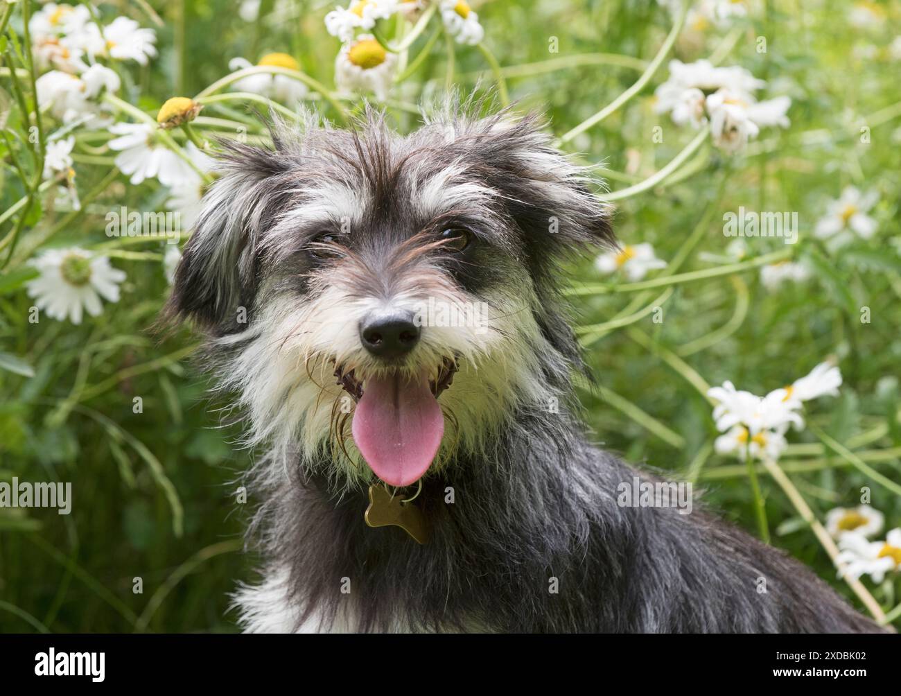 Dog cross breed dog in a field of ox eye daisy's Stock Photo - Alamy