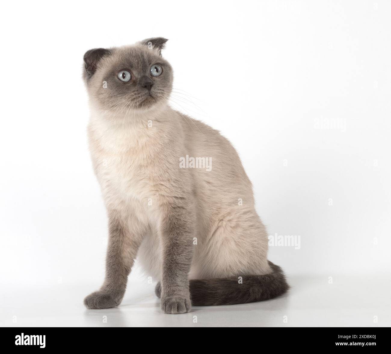 Cat Scottish Fold Stock Photo - Alamy