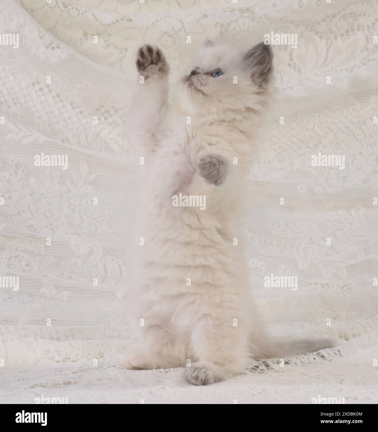 Waving cat hi-res stock photography and images - Alamy