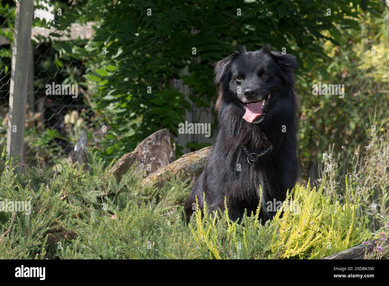 Smiling sheepdog hi-res stock photography and images - Alamy