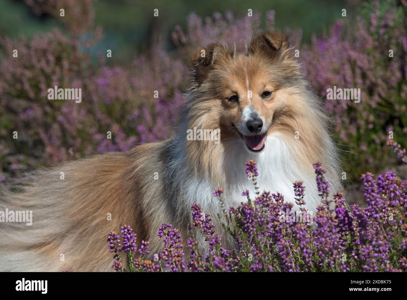 Smiling shetland sheepdog hi-res stock photography and images - Alamy