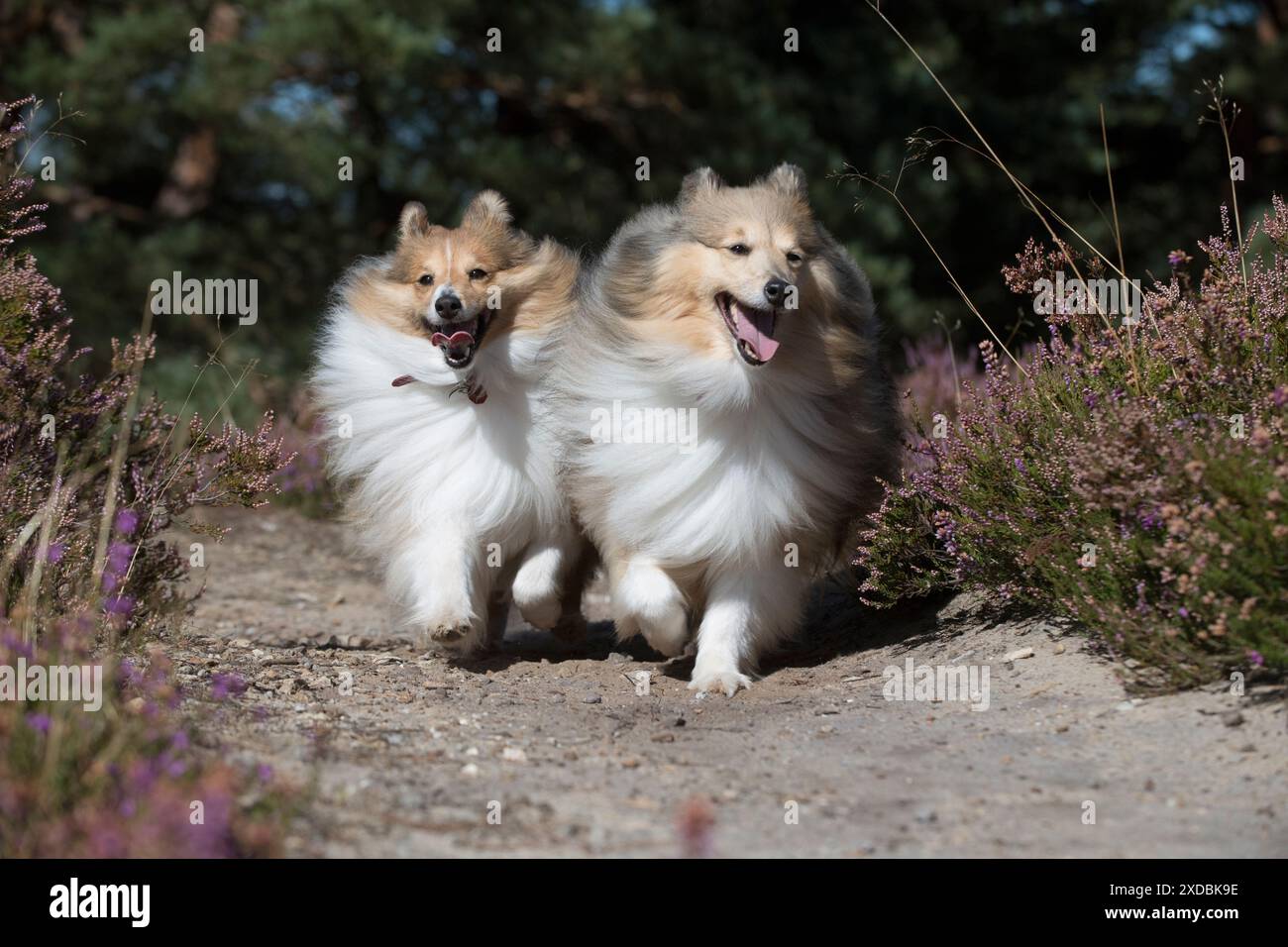 Dog Shetland Sheepdogs Stock Photo - Alamy