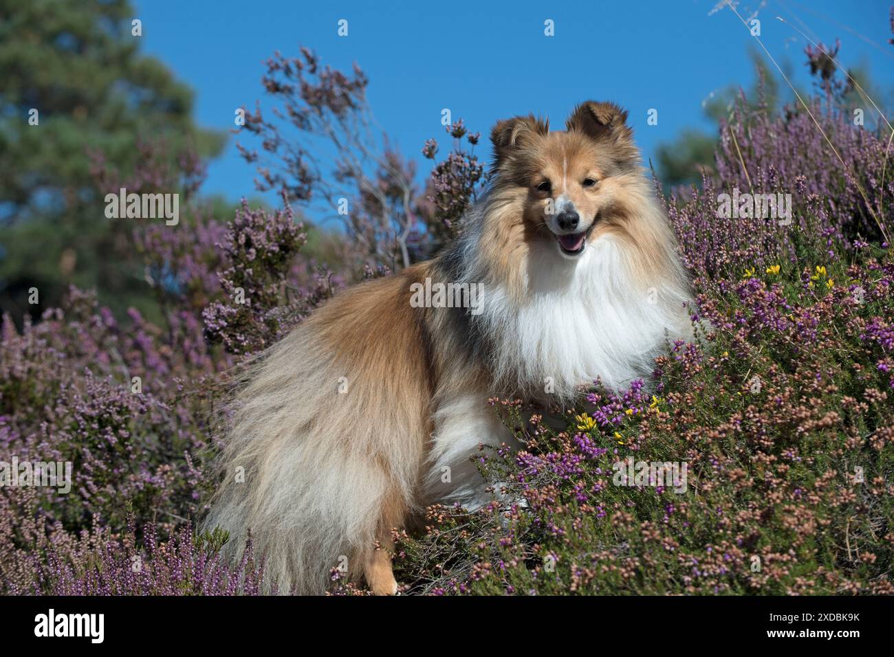 Shelties shetland sheepdog hi-res stock photography and images - Alamy
