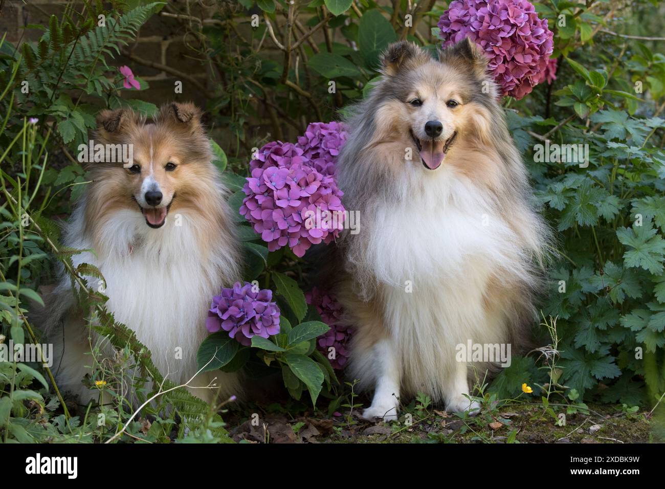Dog Shetland Sheepdogs Stock Photo - Alamy