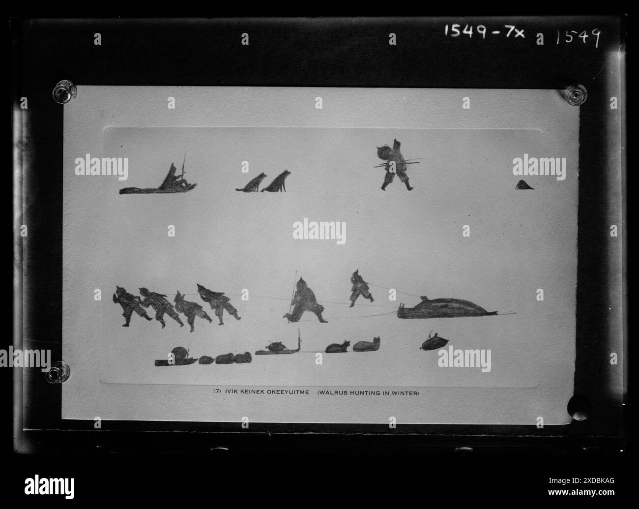 Walrus hunting in winter. Genthe photograph collection Stock Photo - Alamy