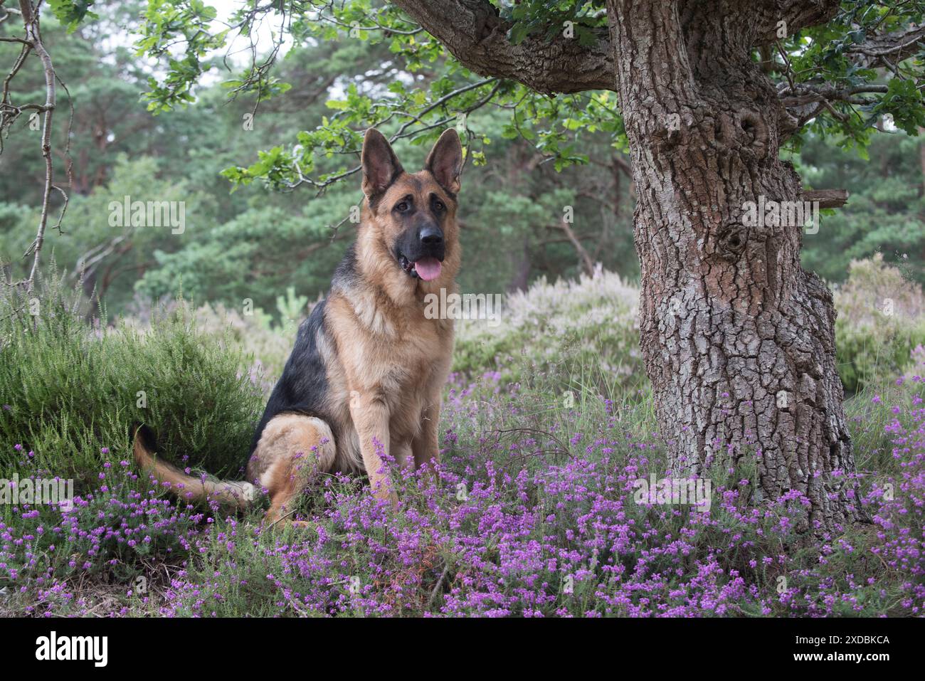 Sable German Shepherd Wallpaper Hd