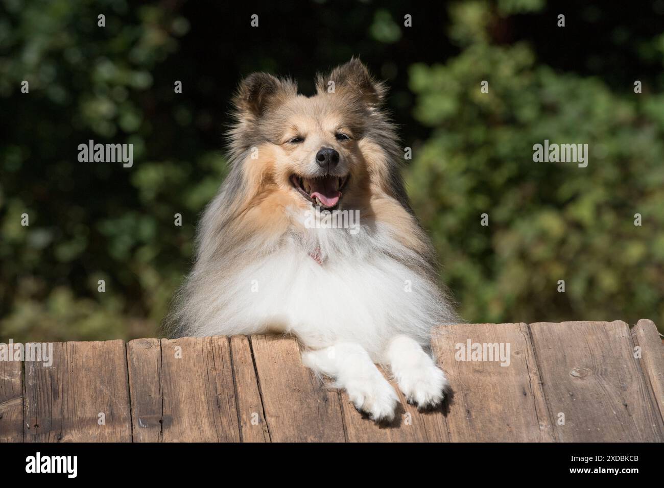Smiling shetland sheepdog hi-res stock photography and images - Alamy