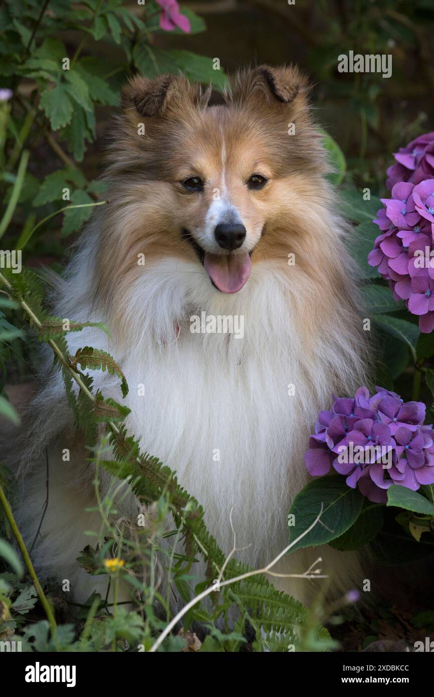 Smiling shetland sheepdog hi-res stock photography and images - Alamy