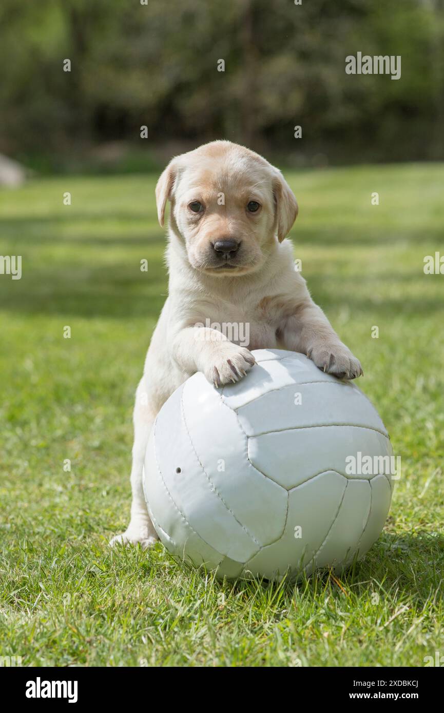 Dog Labrador 8 week old puppy Stock Photo - Alamy