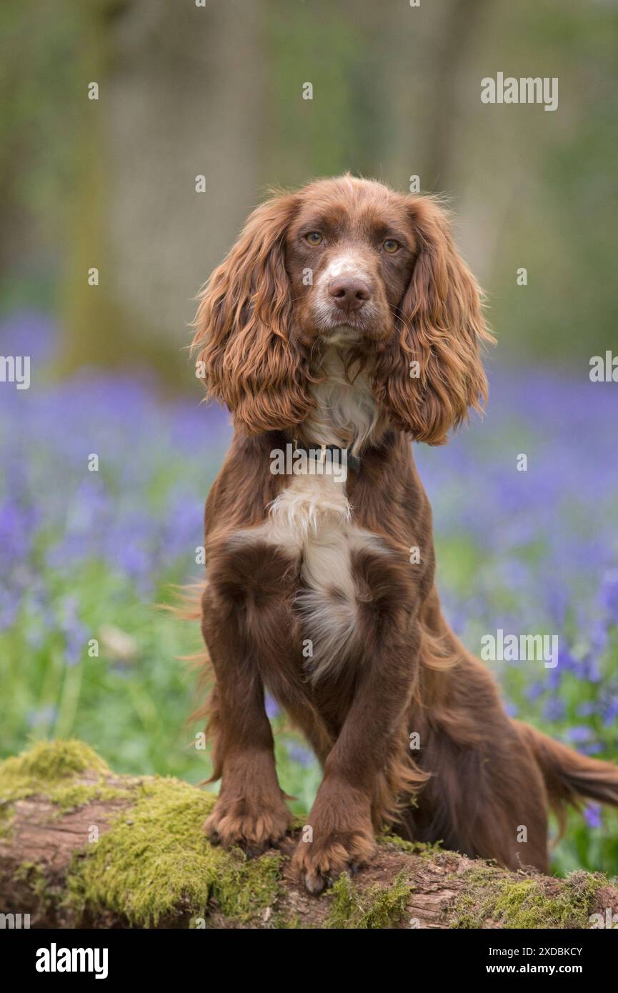 Brown springer spaniels hi-res stock photography and images - Alamy