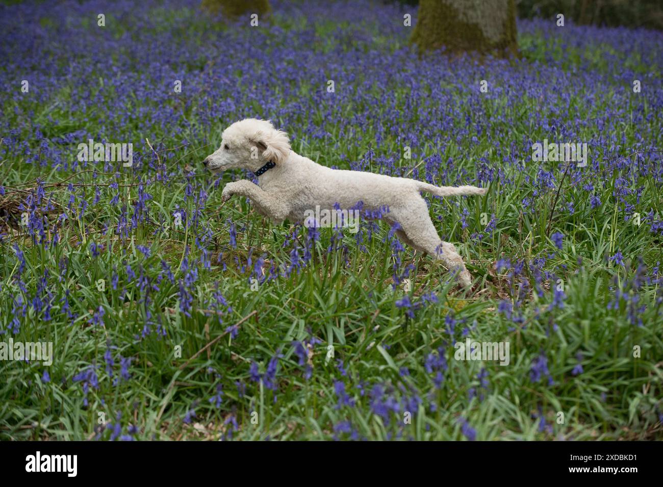 Dog Miniature Poodle running in a Bluebell wood Stock Photo - Alamy