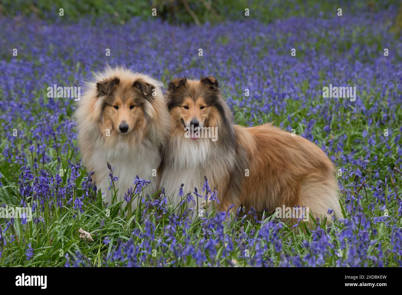 Bluebell in spring hi-res stock photography and images - Alamy