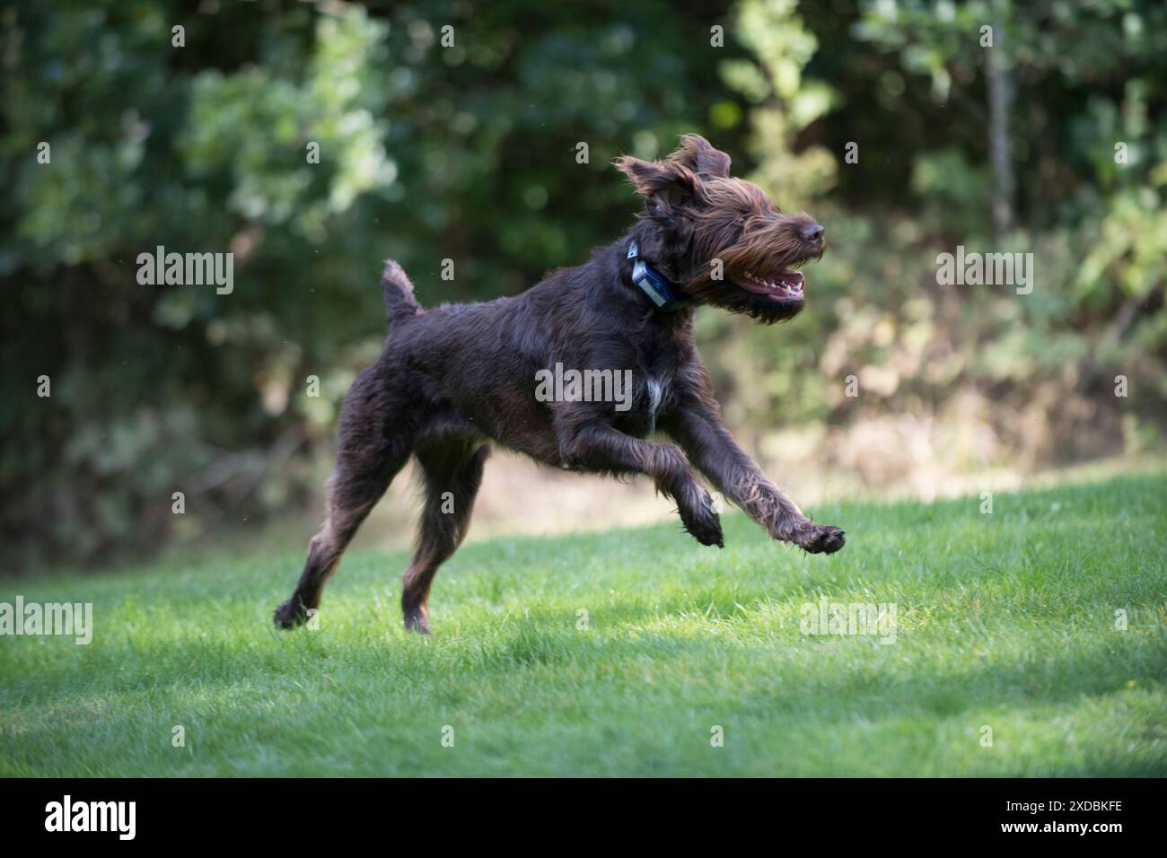 Dog German Wire-haired Pointer running Stock Photo - Alamy