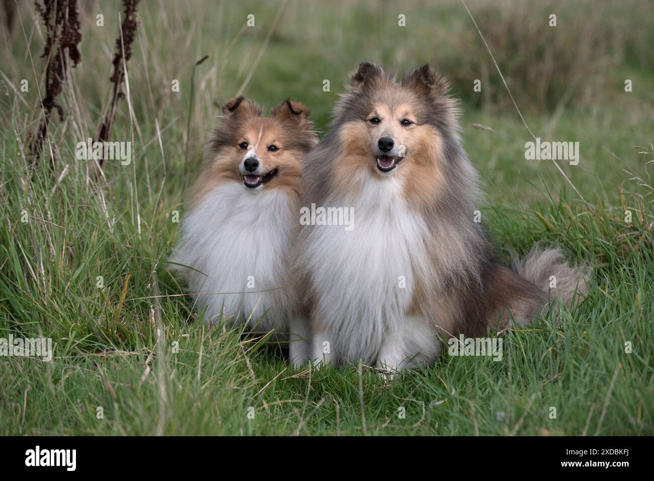 Dog Shetland Sheepdogs / Sheltie in long grass, autumn Stock Photo - Alamy