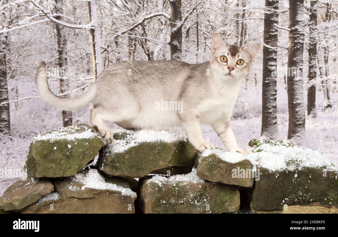 Cat Chocolate Silver Ticked Asian Stock Photo - Alamy