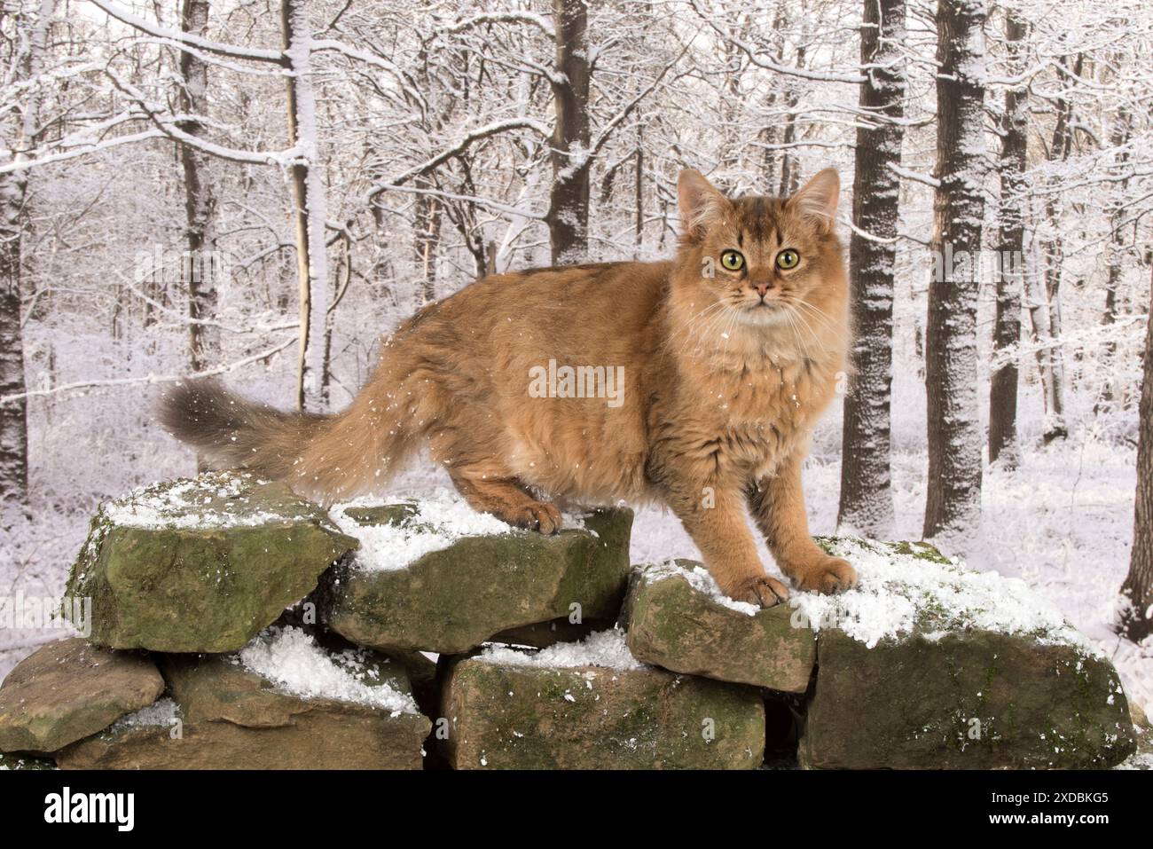 Cat Somali / Sorrel Stock Photo - Alamy