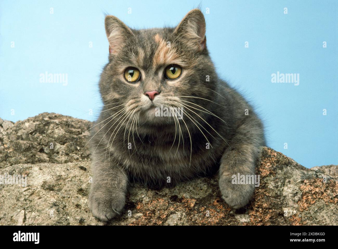 BLUE CREAM CAT Stock Photo - Alamy