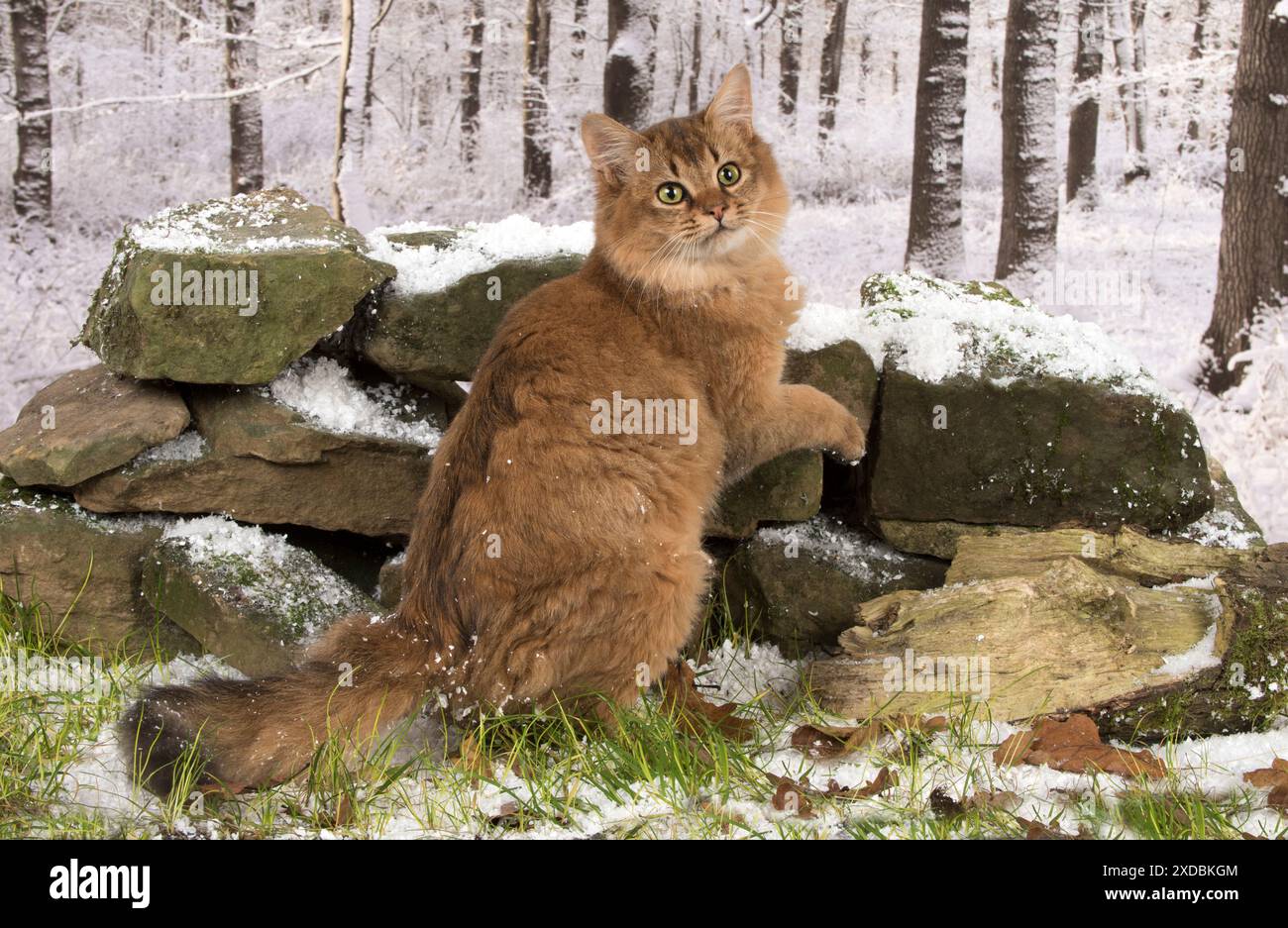 Cat Somali / Sorrel Stock Photo - Alamy