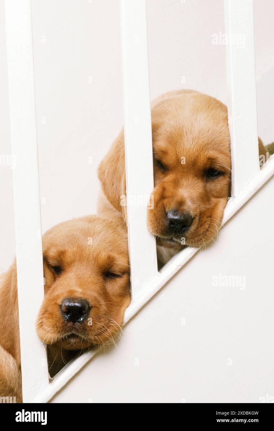 LABRADOR RETRIEVER - two puppies with heads stuck Stock Photo - Alamy