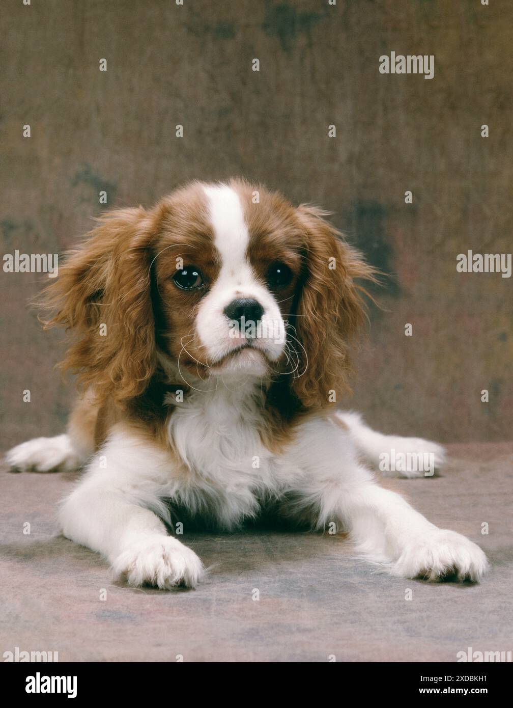 Cavelier king charles spaniel hi-res stock photography and images - Alamy