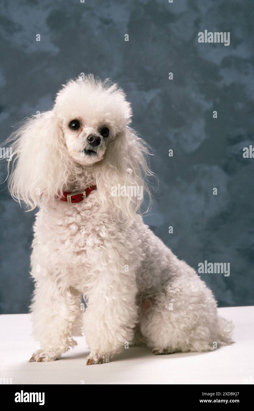 TOY POODLE DOG Stock Photo - Alamy