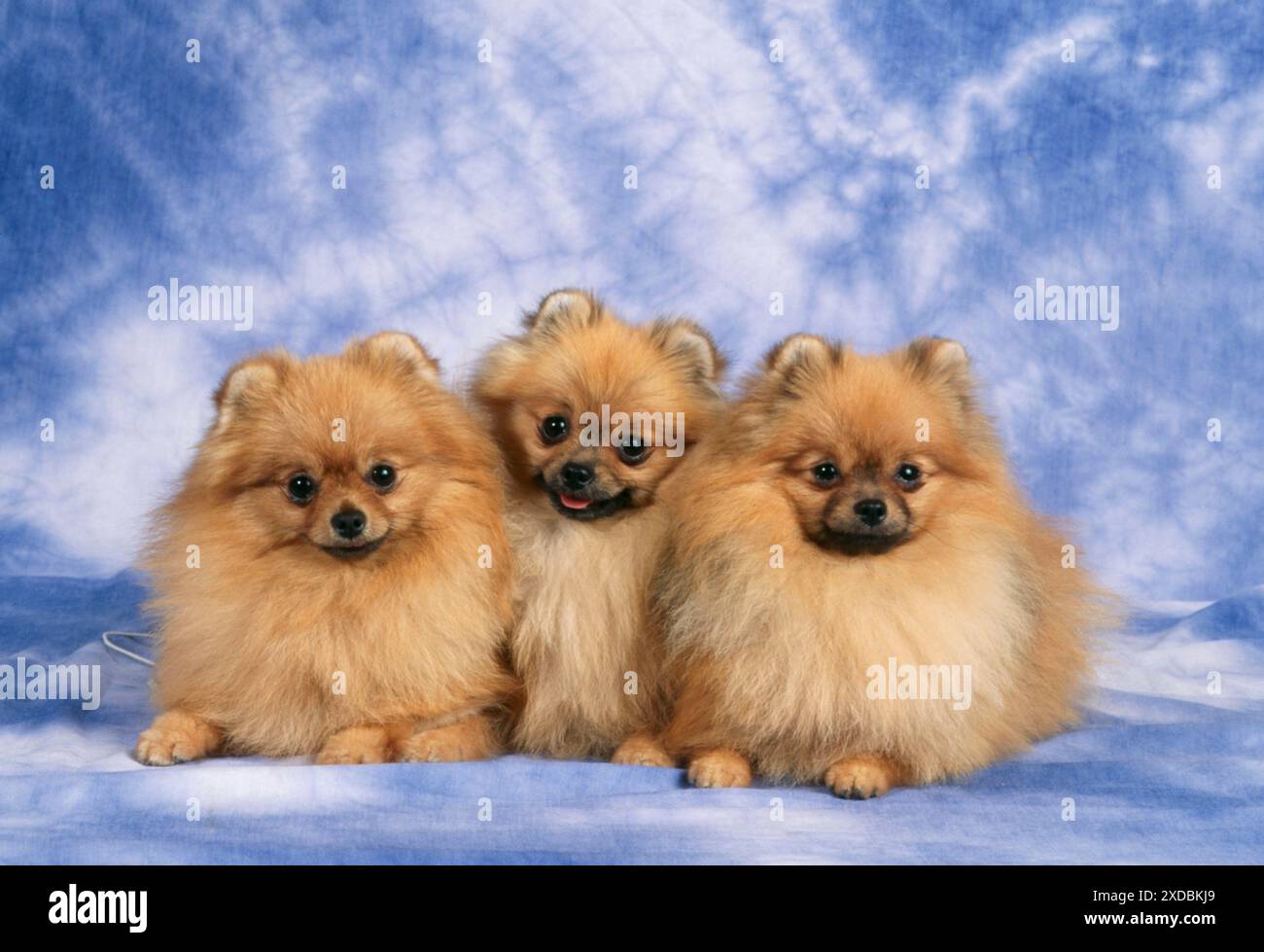 Cute dogs in row hi-res stock photography and images - Alamy