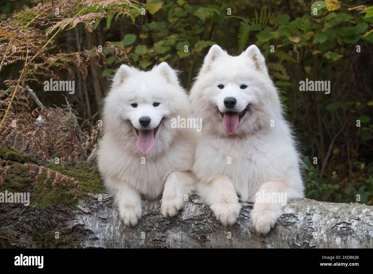 Dog Samoyed x2 Stock Photo - Alamy